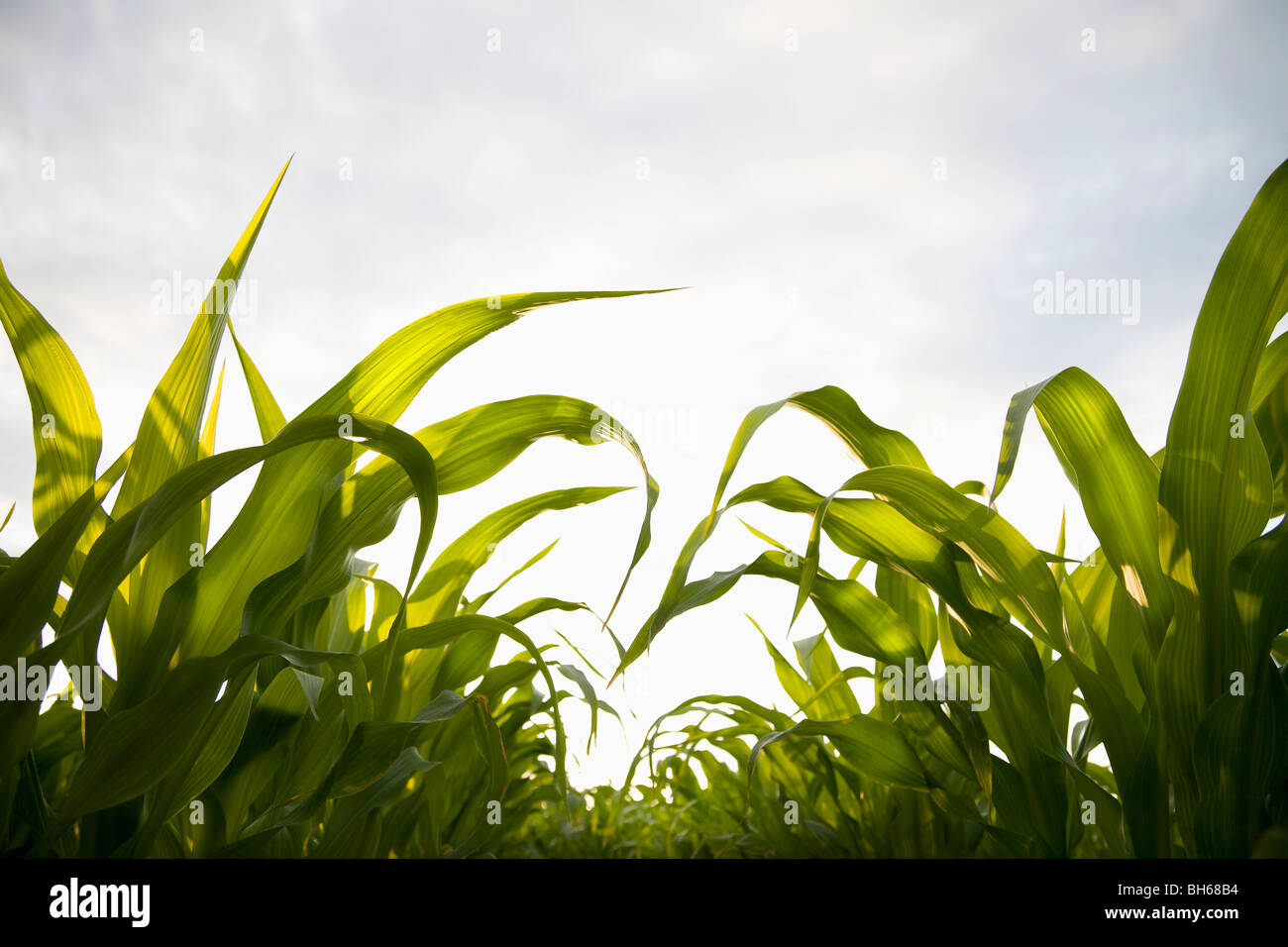 Young corn crop Stock Photo - Alamy