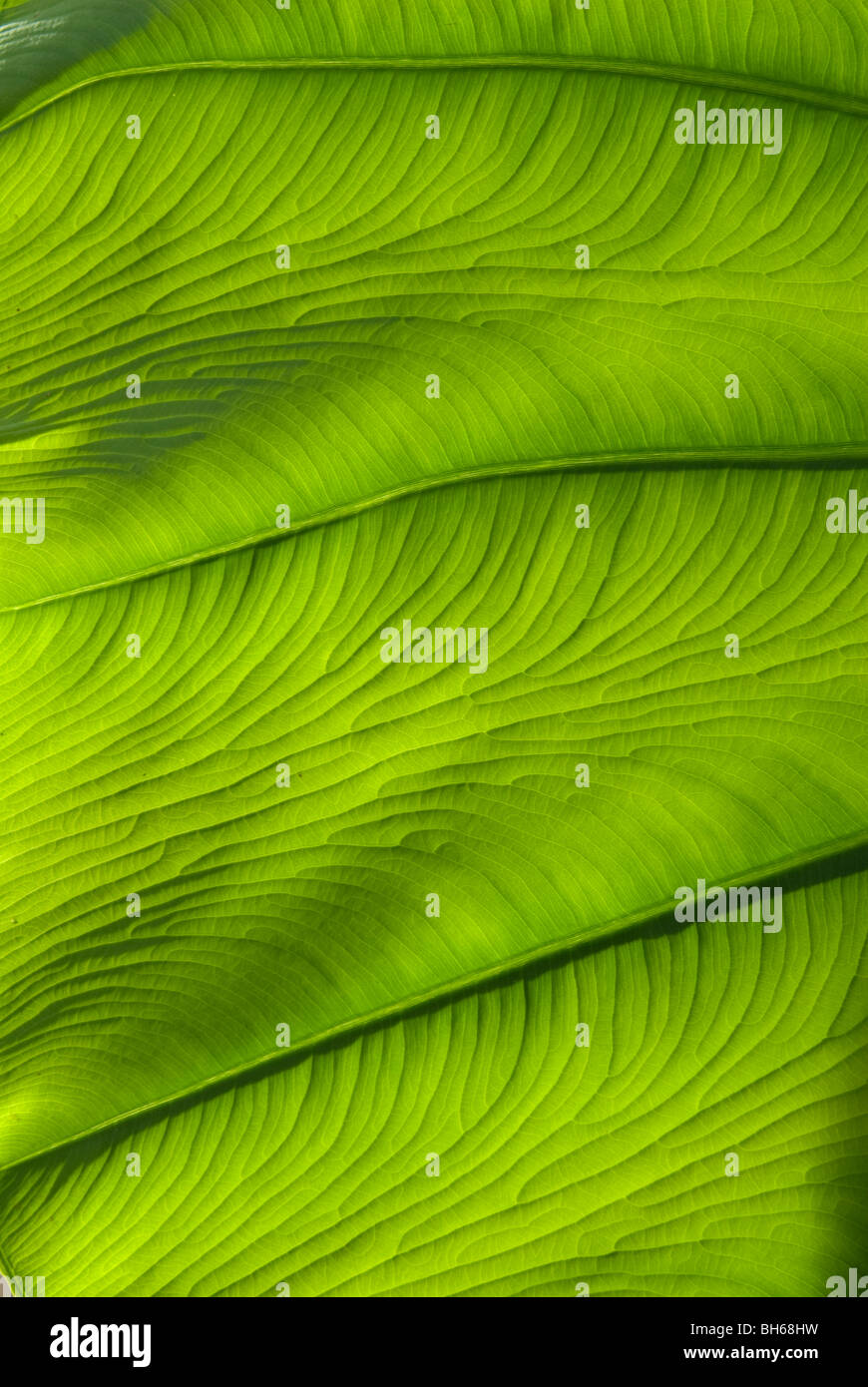 Back lit tropical leaf hi-res stock photography and images - Alamy