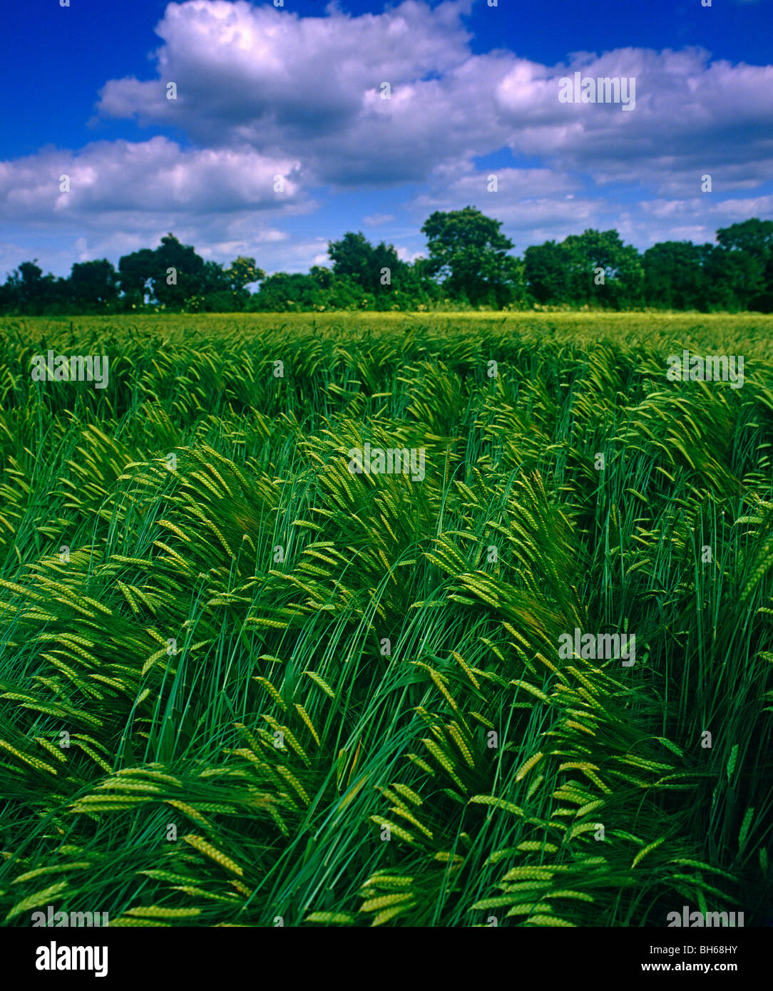 Barley Field- Oxfordshire Stock Photo - Alamy