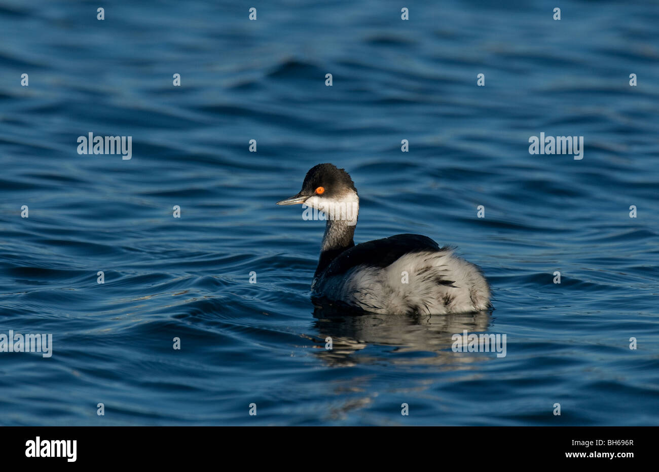 Grebe in winter plumage hi-res stock photography and images - Alamy