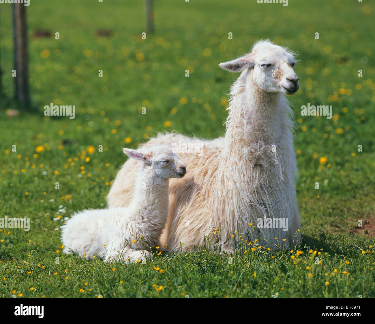 Llam, mother with young lying on a meadow / Lama glama Stock Photo - Alamy