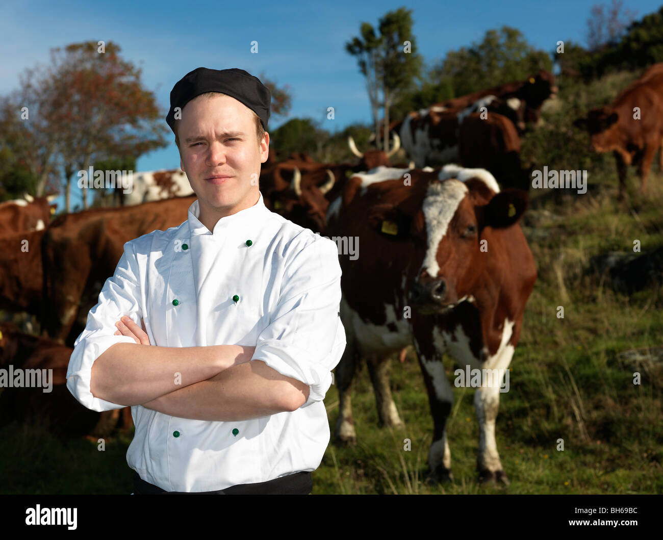 Chef with cows Stock Photo - Alamy