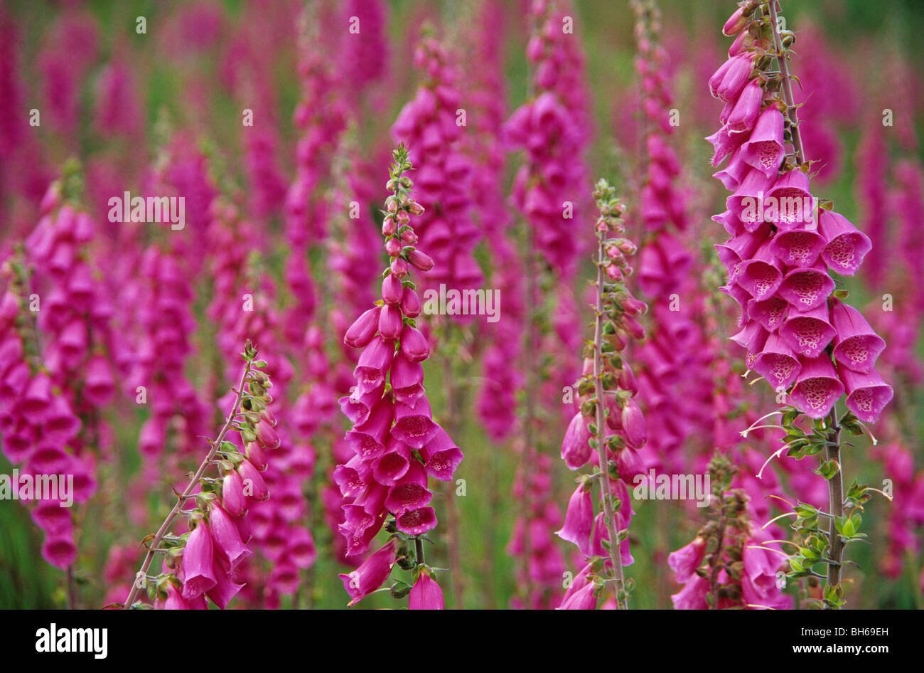 digitalis field, Latin: Digitalis purpurea Stock Photo - Alamy