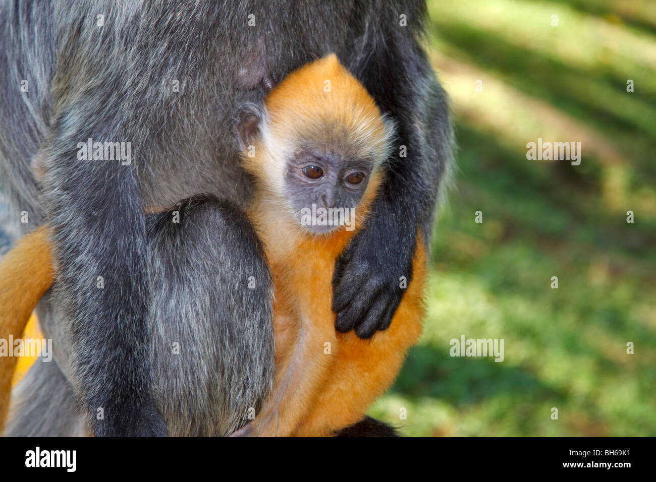 Selangor silvered langur hi-res stock photography and images - Alamy