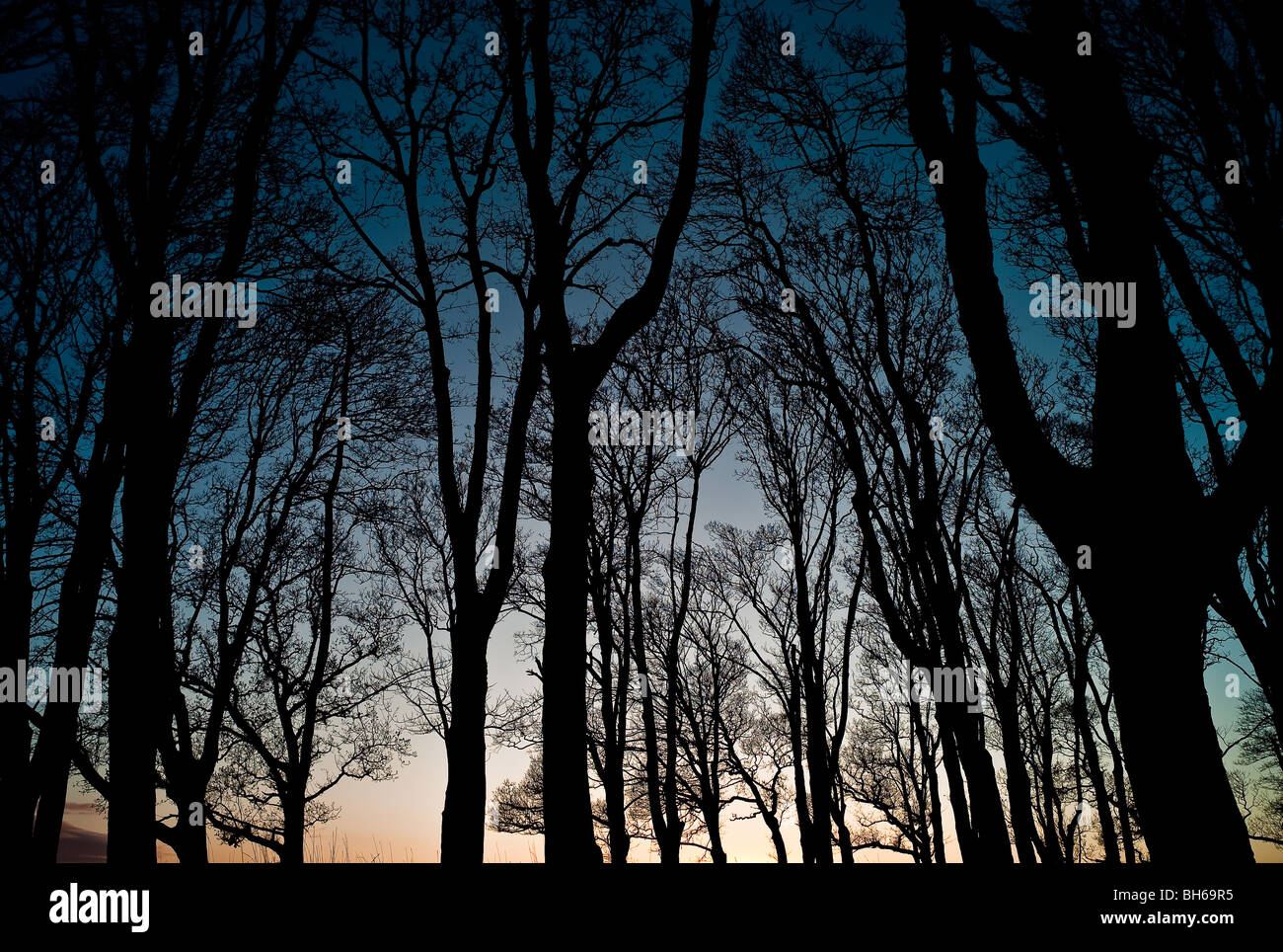 Trees at sunset in Phoenix park, Dublin. Europe's largest enclosed ...