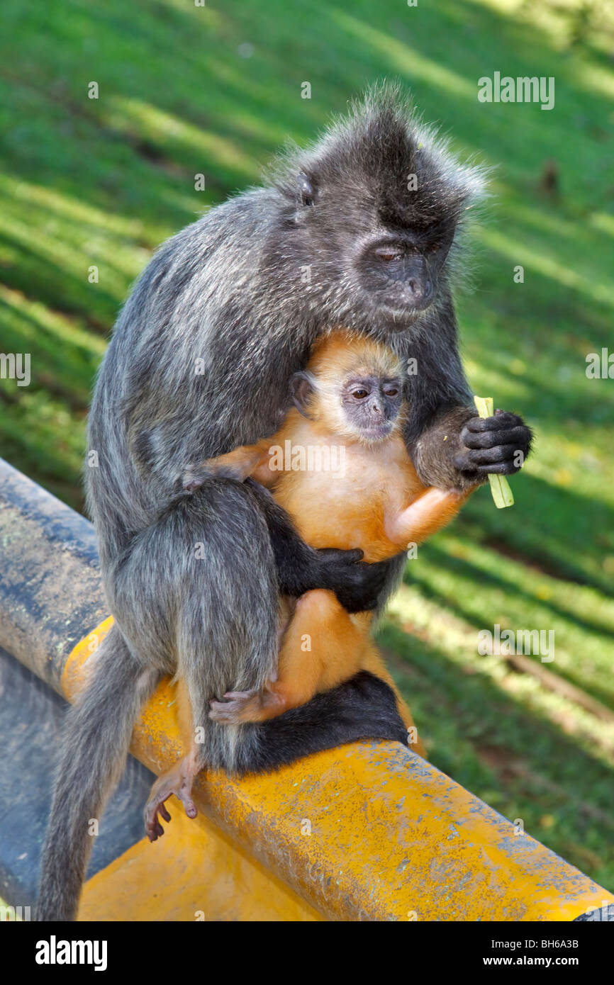 Silver langur hi-res stock photography and images - Alamy