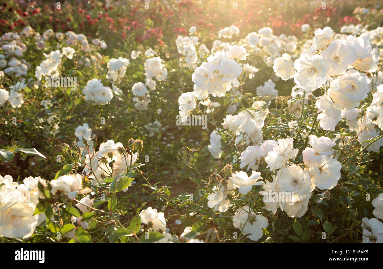 Iceberg rose flowers hi-res stock photography and images - Alamy