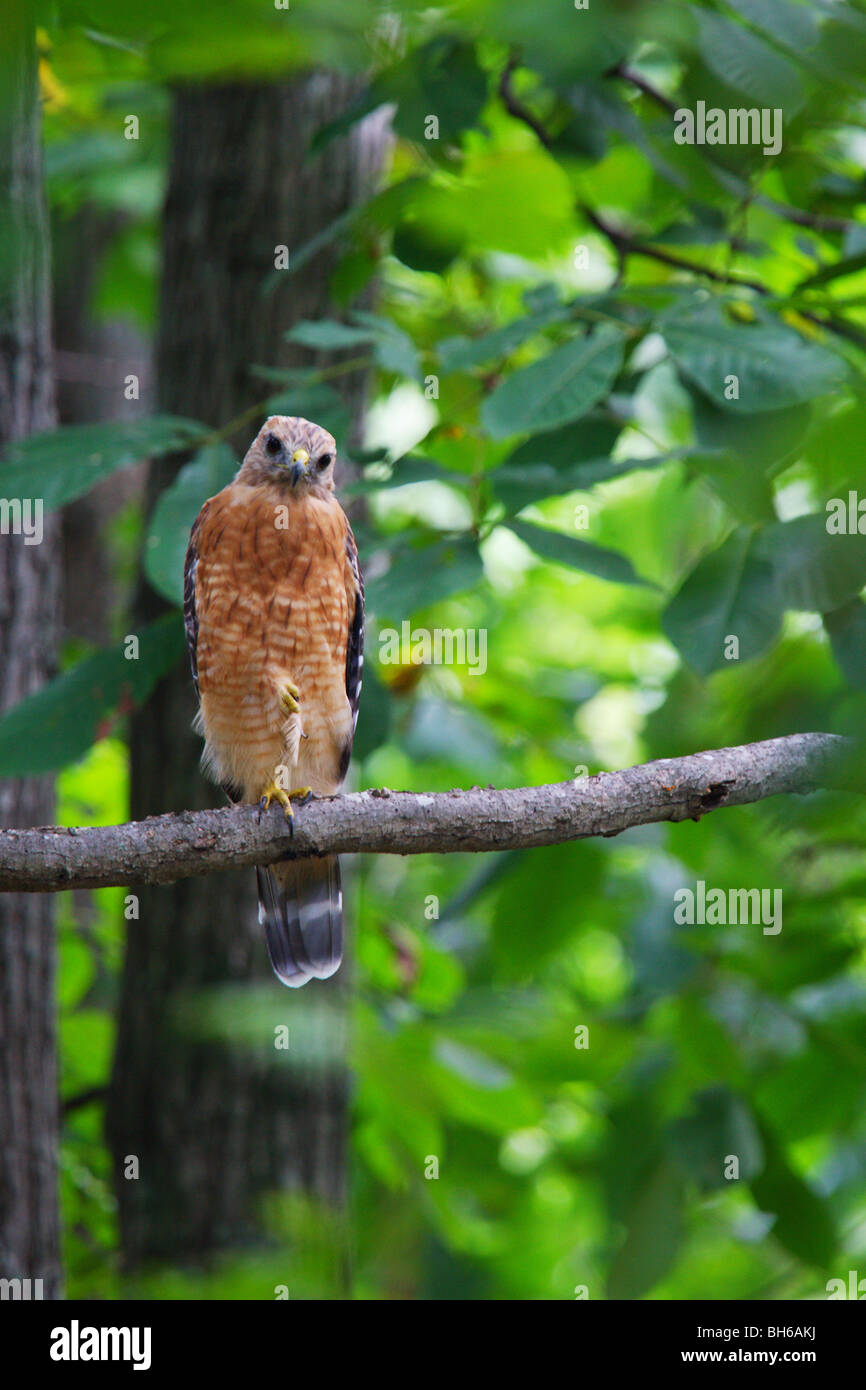 Red tailed hawk in a tree hi-res stock photography and images - Alamy