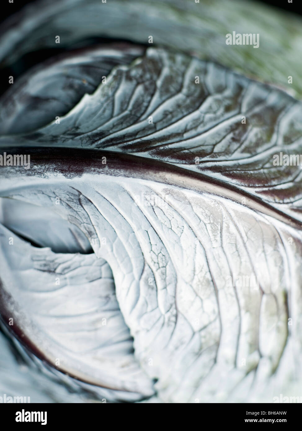 A close up of a cabbage leaf Stock Photo - Alamy