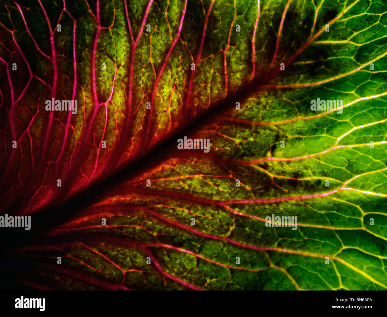 A close up cabbage leaf Stock Photo - Alamy