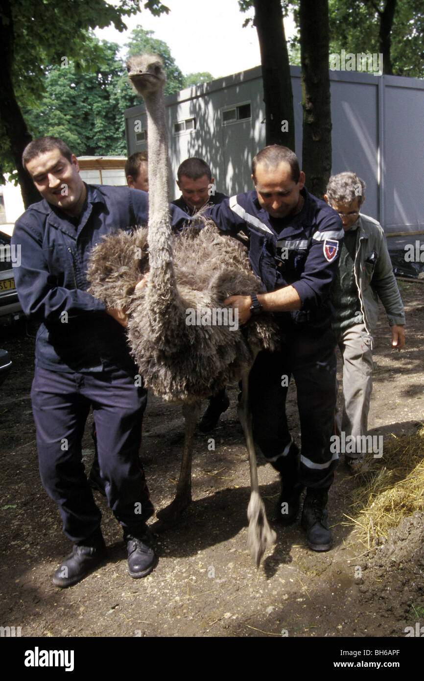 Vocation capturing an ostrich hi-res stock photography and images - Alamy