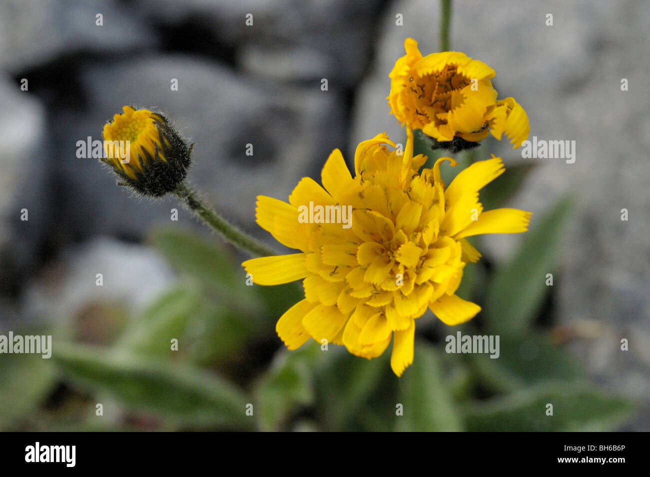 Hawk Weed High Resolution Stock Photography and Images - Alamy