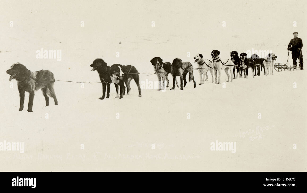 Winning Entry, 16th All Alaska Sled Dog Race Stock Photo - Alamy
