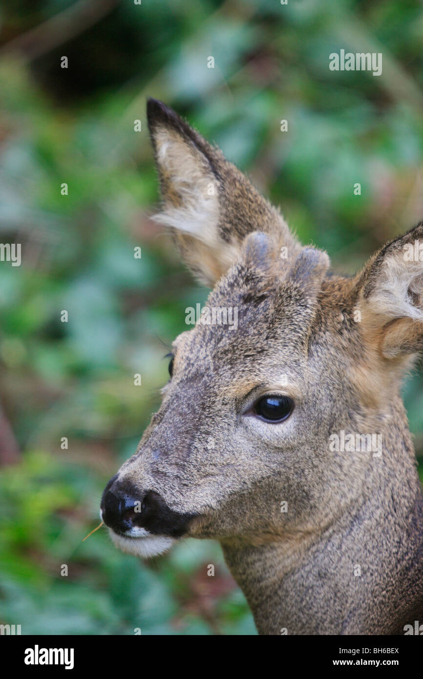 1st Year Roe Buck (Capreolus capreolus Stock Photo - Alamy