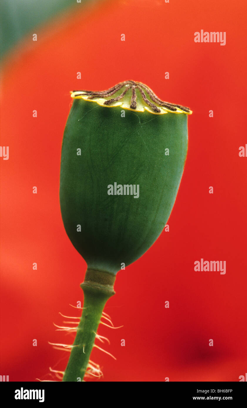 red corn poppy capsule Stock Photo - Alamy