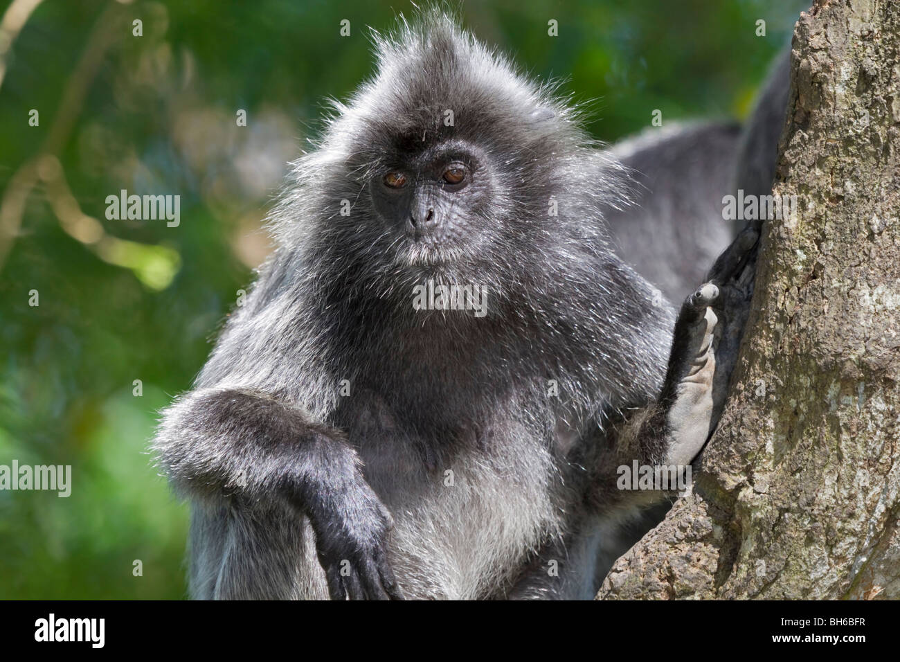 Silver langur hi-res stock photography and images - Alamy