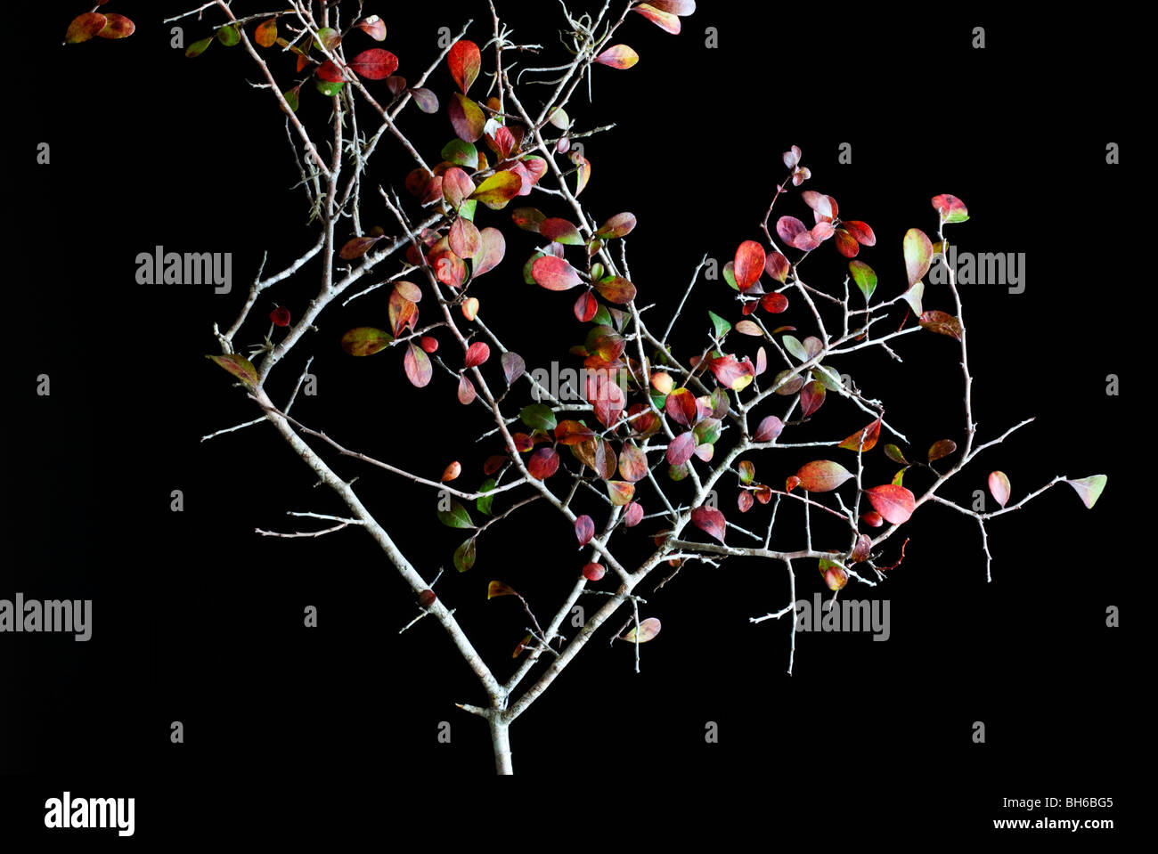 Sparkleberry, Farkleberry, Tree Huckleberry, vaccinium arboreum Stock ...