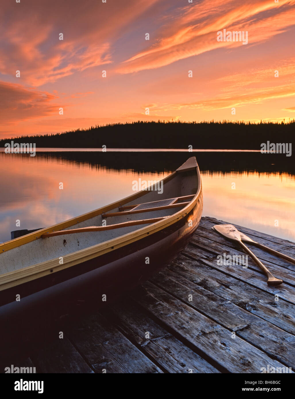 Newfoundland tuckamore tree hi-res stock photography and images - Alamy