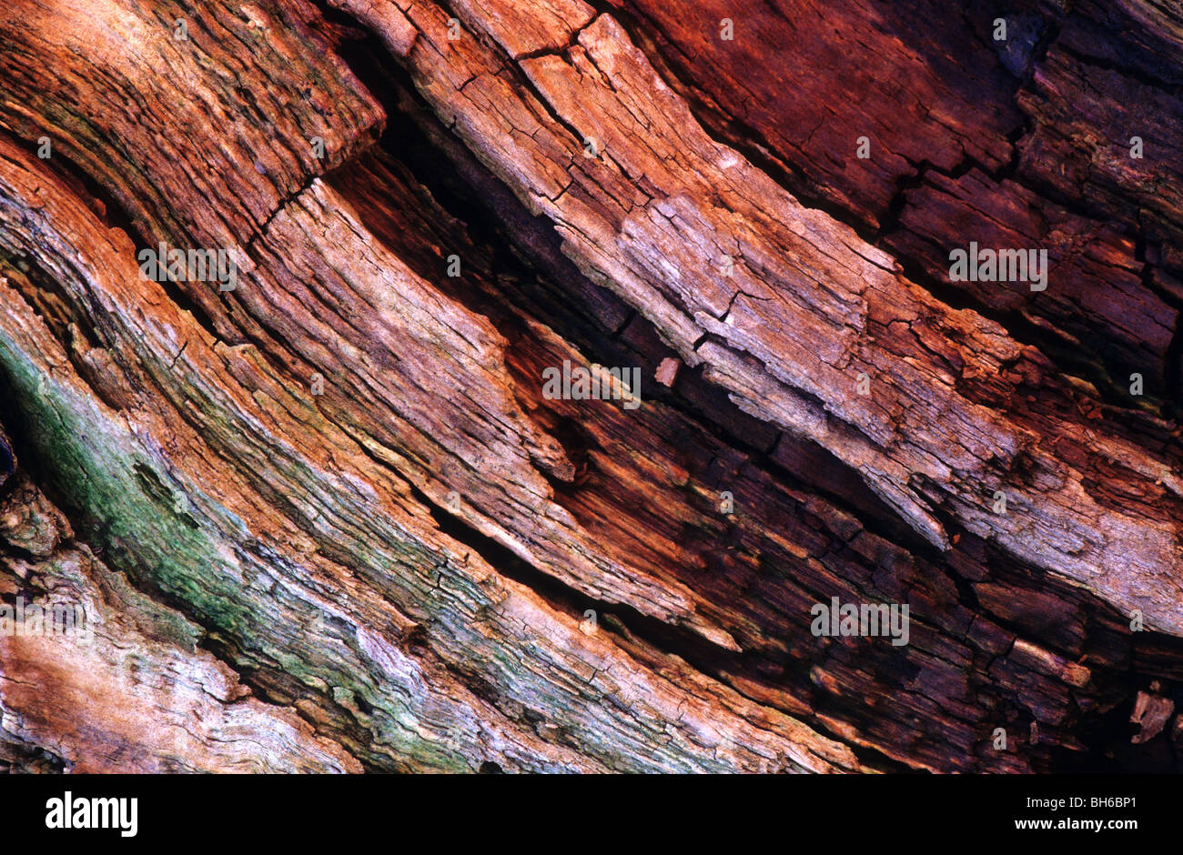weathered root with algae Stock Photo - Alamy