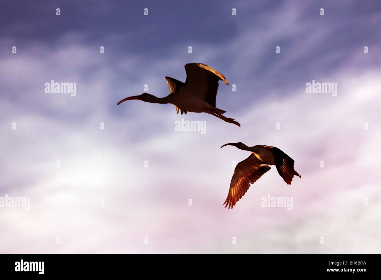 Ibis pair hi-res stock photography and images - Alamy