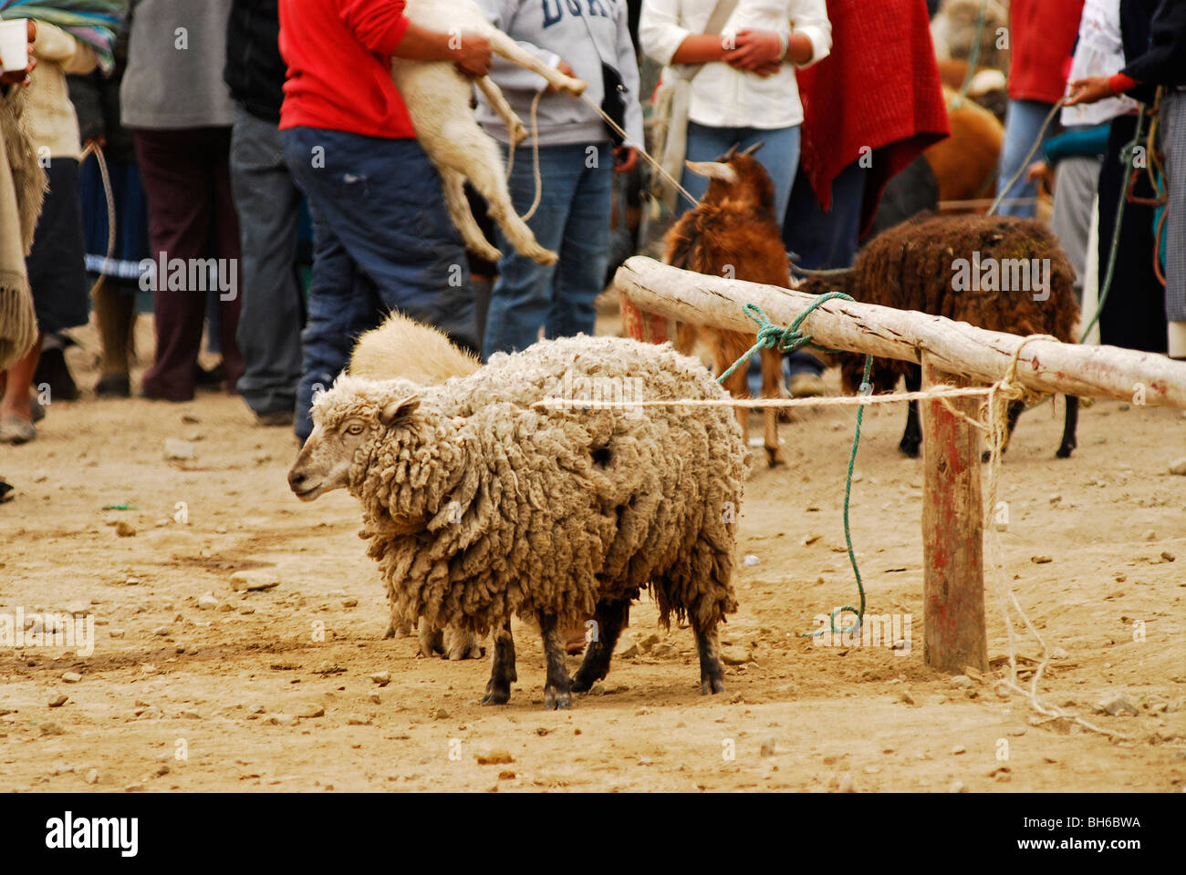 Sheep tied hi-res stock photography and images - Alamy