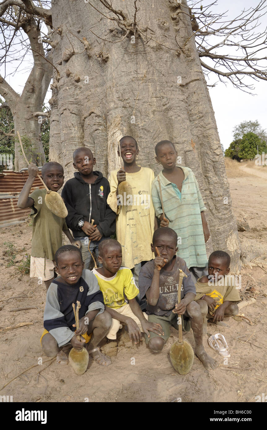 Boys having picked the fruits of a baobab tree, The Gambia Stock Photo ...