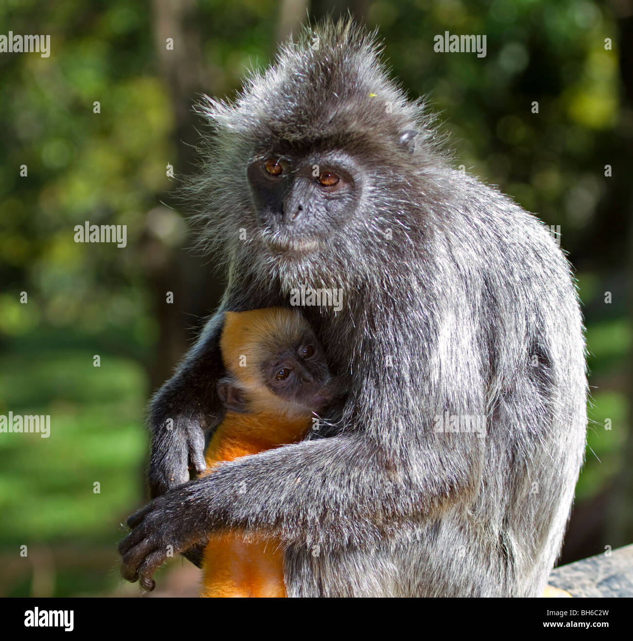 Silvery lutung female with baby (Trachypithecus cristatus ...