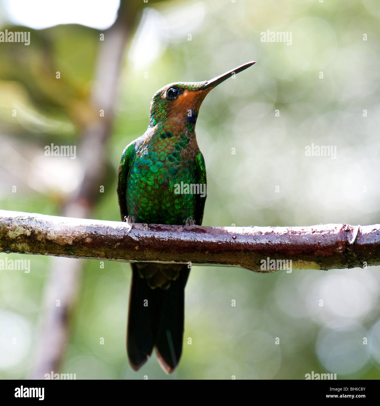 Colibri feeder hi-res stock photography and images - Alamy