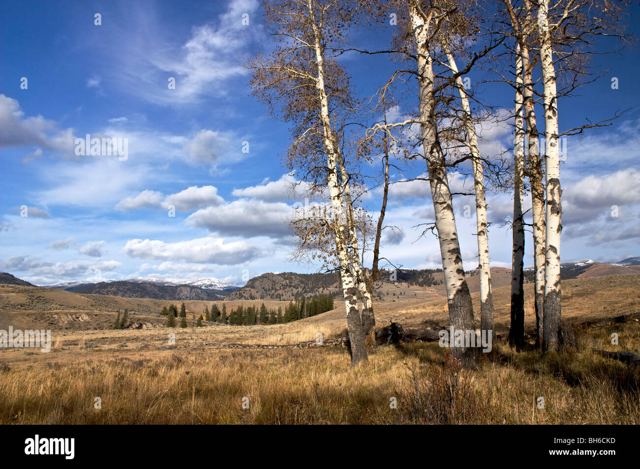 Aspen trees lamar valley yellowstone hi-res stock photography and ...