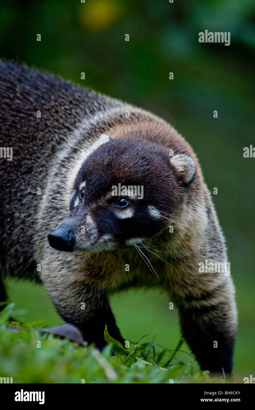 White-nosed Coati at Arenal in Costa Rica Stock Photo - Alamy
