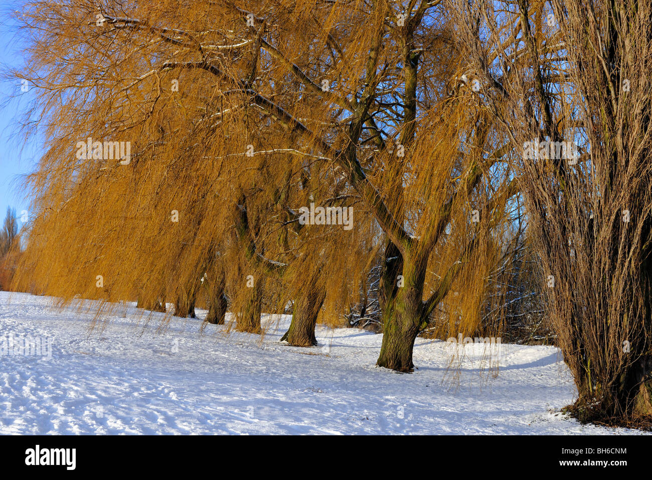 Golden weeping willow winter hi-res stock photography and images - Alamy