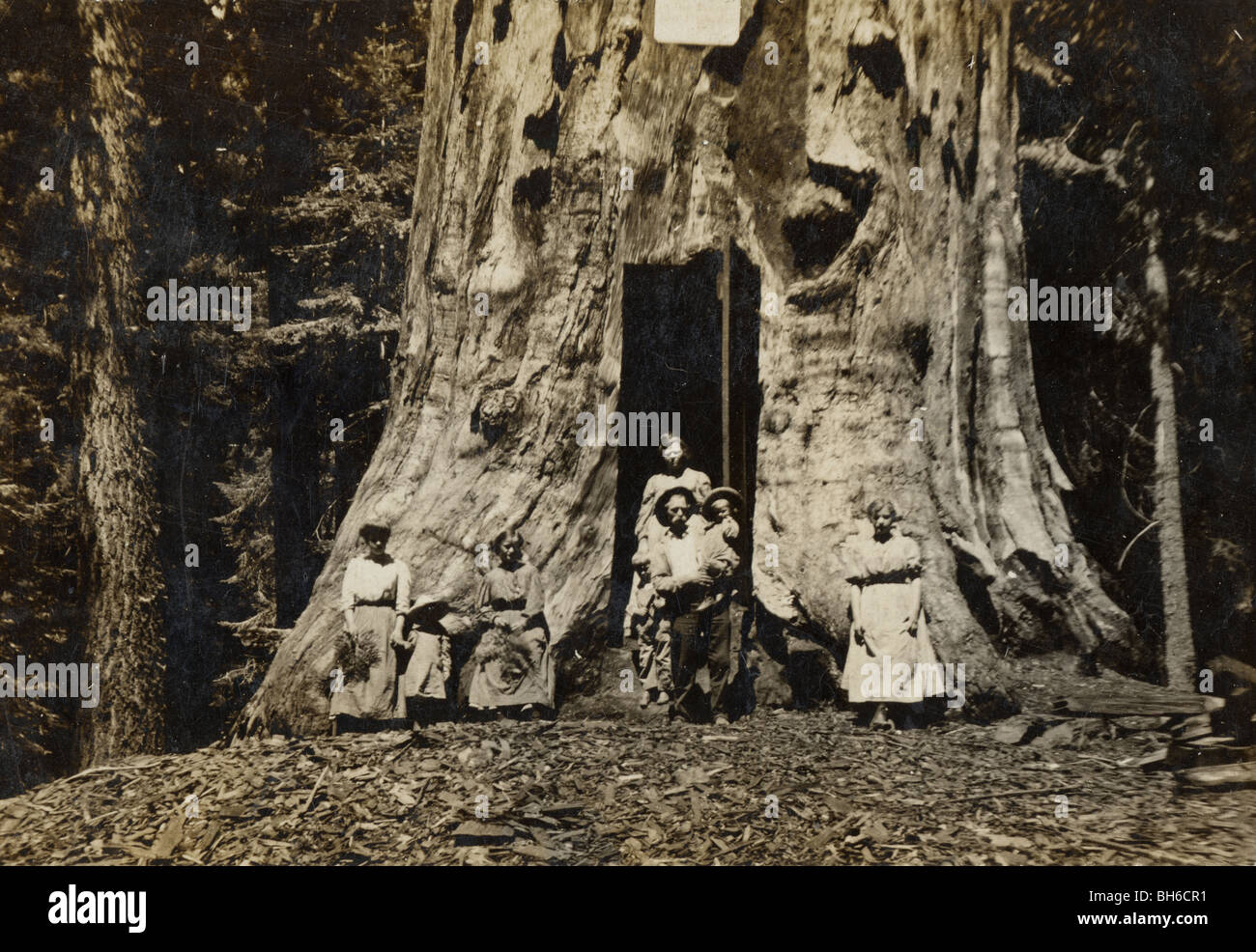 Group at Large Redwood Tree with Hollow Interior Stock Photo - Alamy