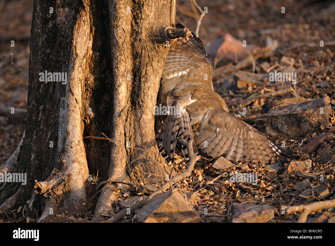 Shikra (Accipiter badius) attacking a Five Striped Palm Squirrel on a ...