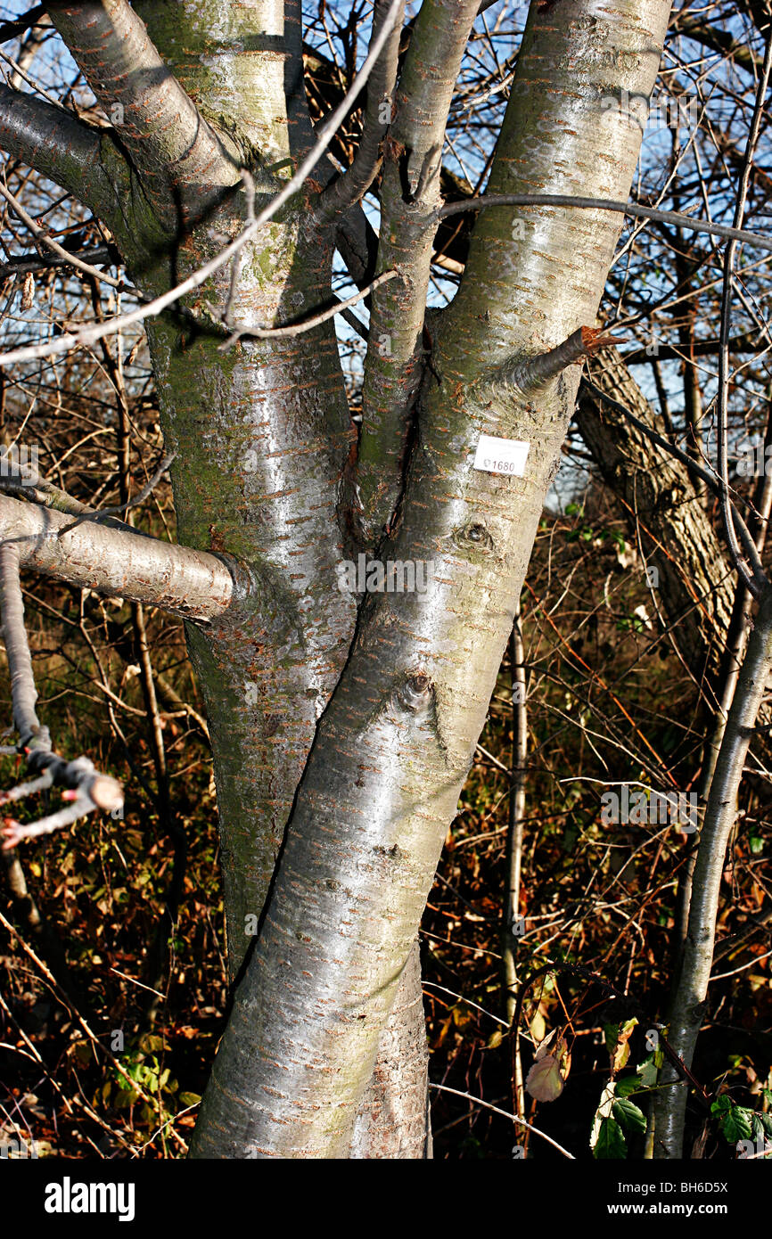 Strange trees hi-res stock photography and images - Alamy
