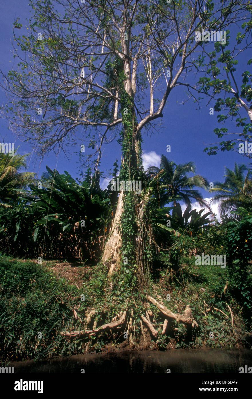 bamboo raft trip, The Great River, Great River, village of Lethe ...