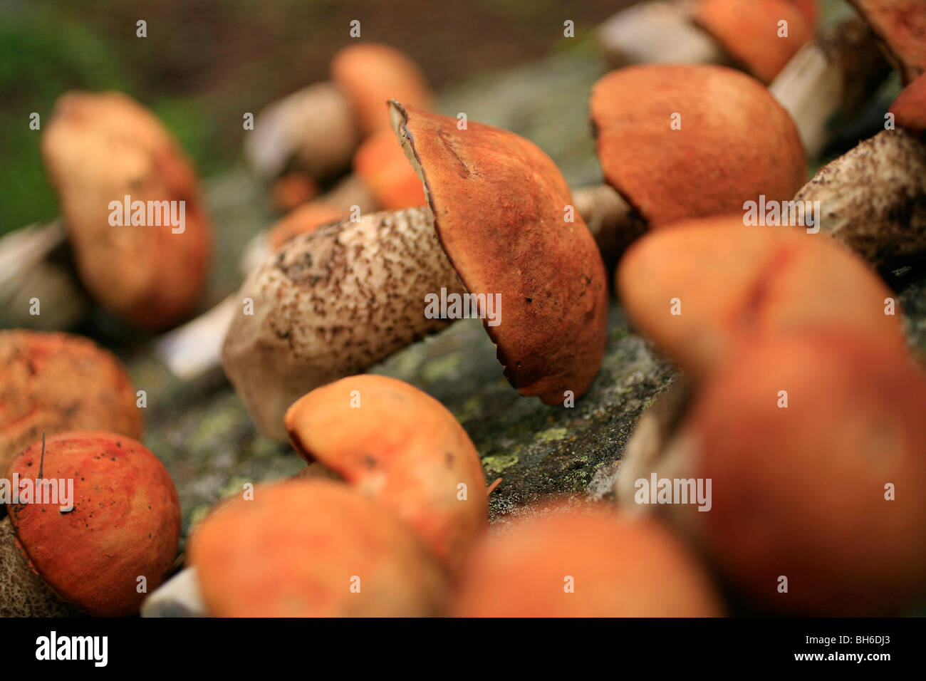 Wild mushrooms displayed on a rock Stock Photo - Alamy