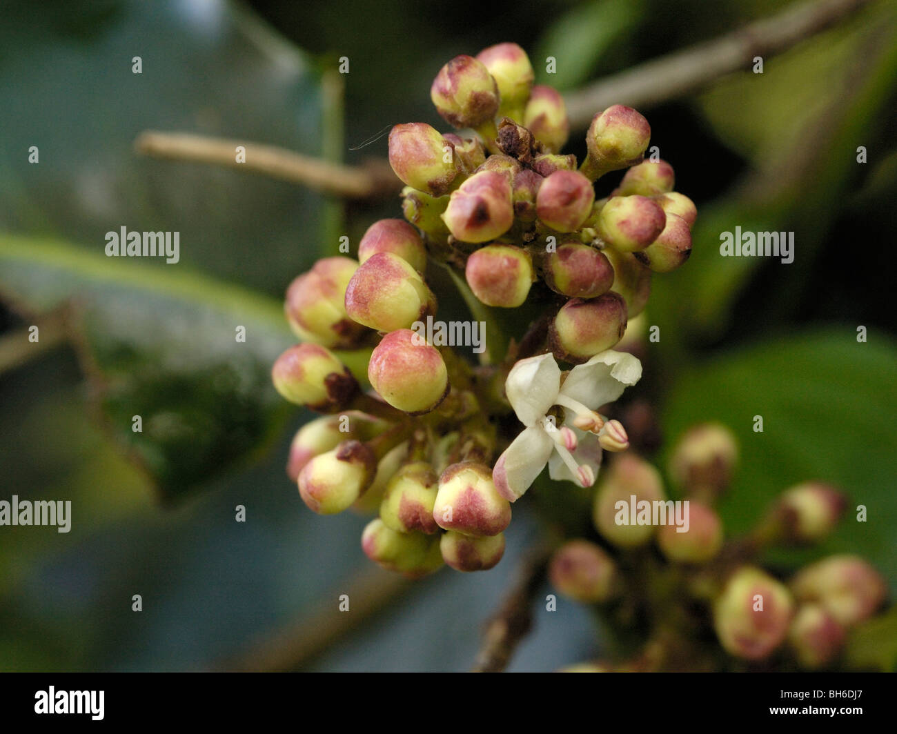Holly flower and buds, ilex aquifolium Stock Photo - Alamy