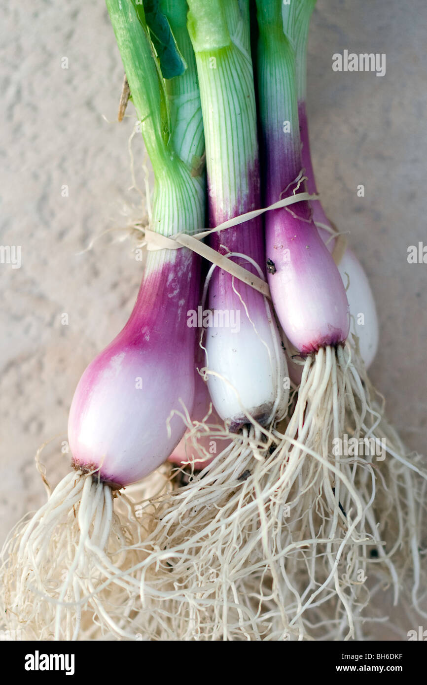 A bundle of spring onions Stock Photo - Alamy