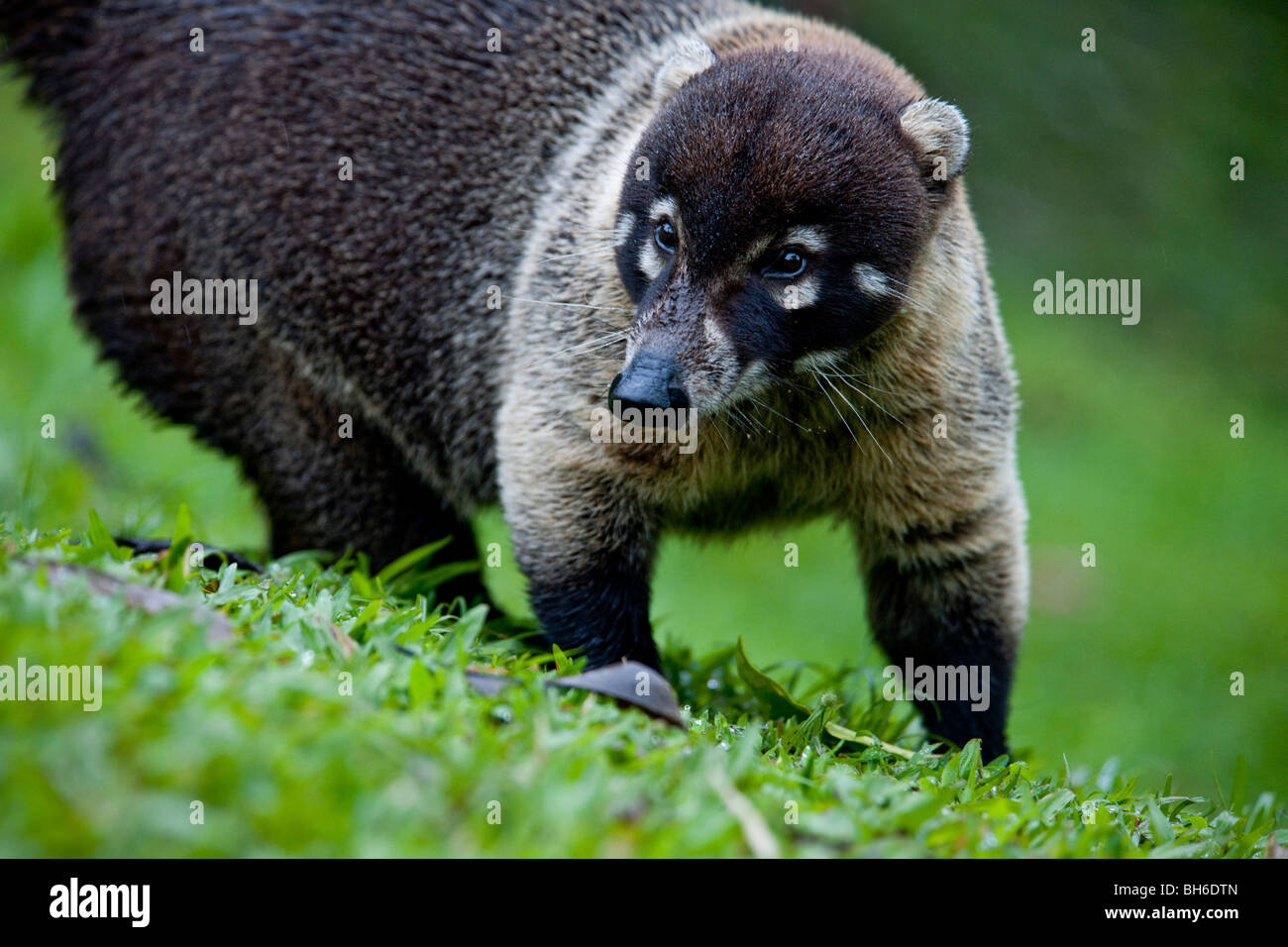 White-nosed Coati at Arenal in Costa Rica Stock Photo - Alamy