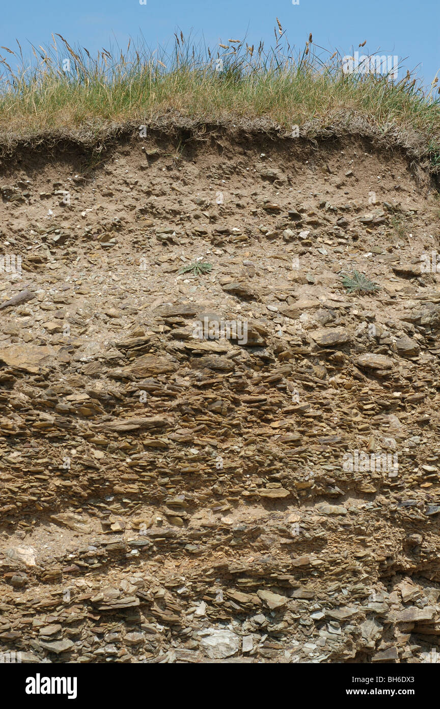 Soil profile on a low cliff above a beach in Cornwall with a shallow ...