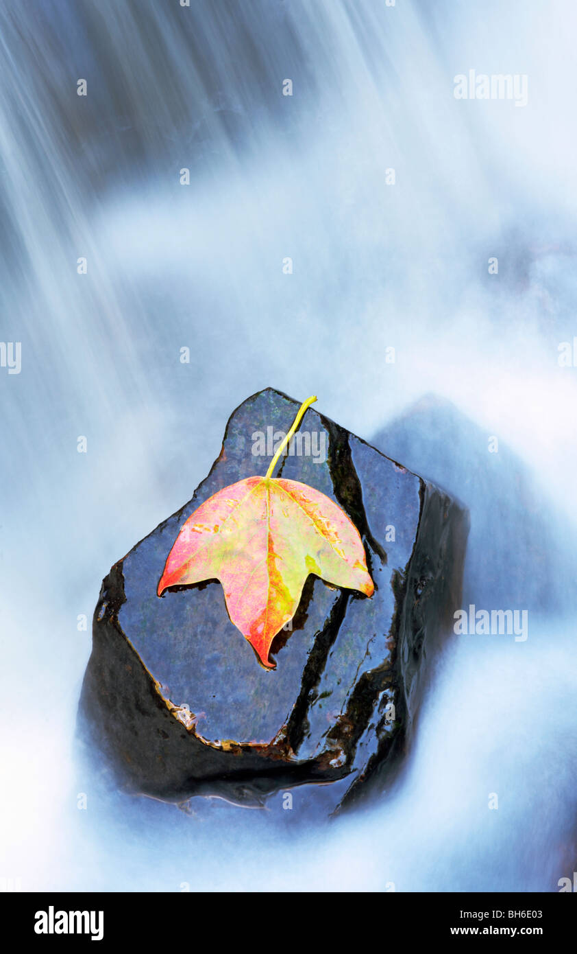 Leaf in Water Stock Photo - Alamy