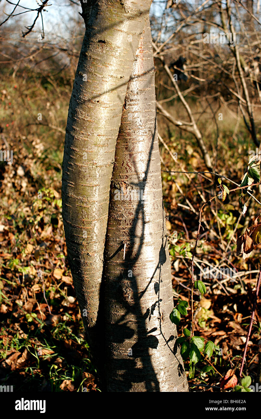 Strange trees hi-res stock photography and images - Alamy