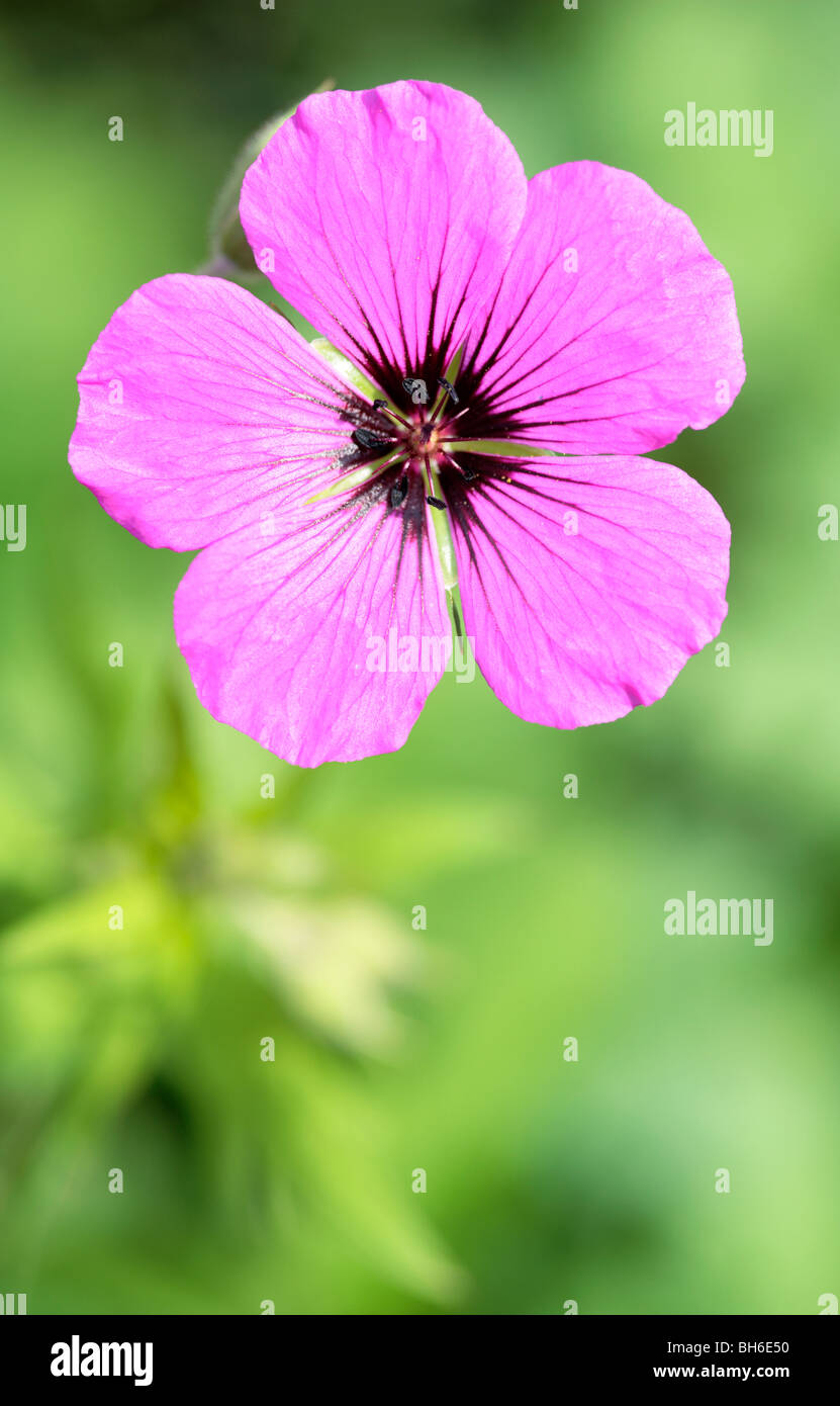 Purple geranium hi-res stock photography and images - Alamy