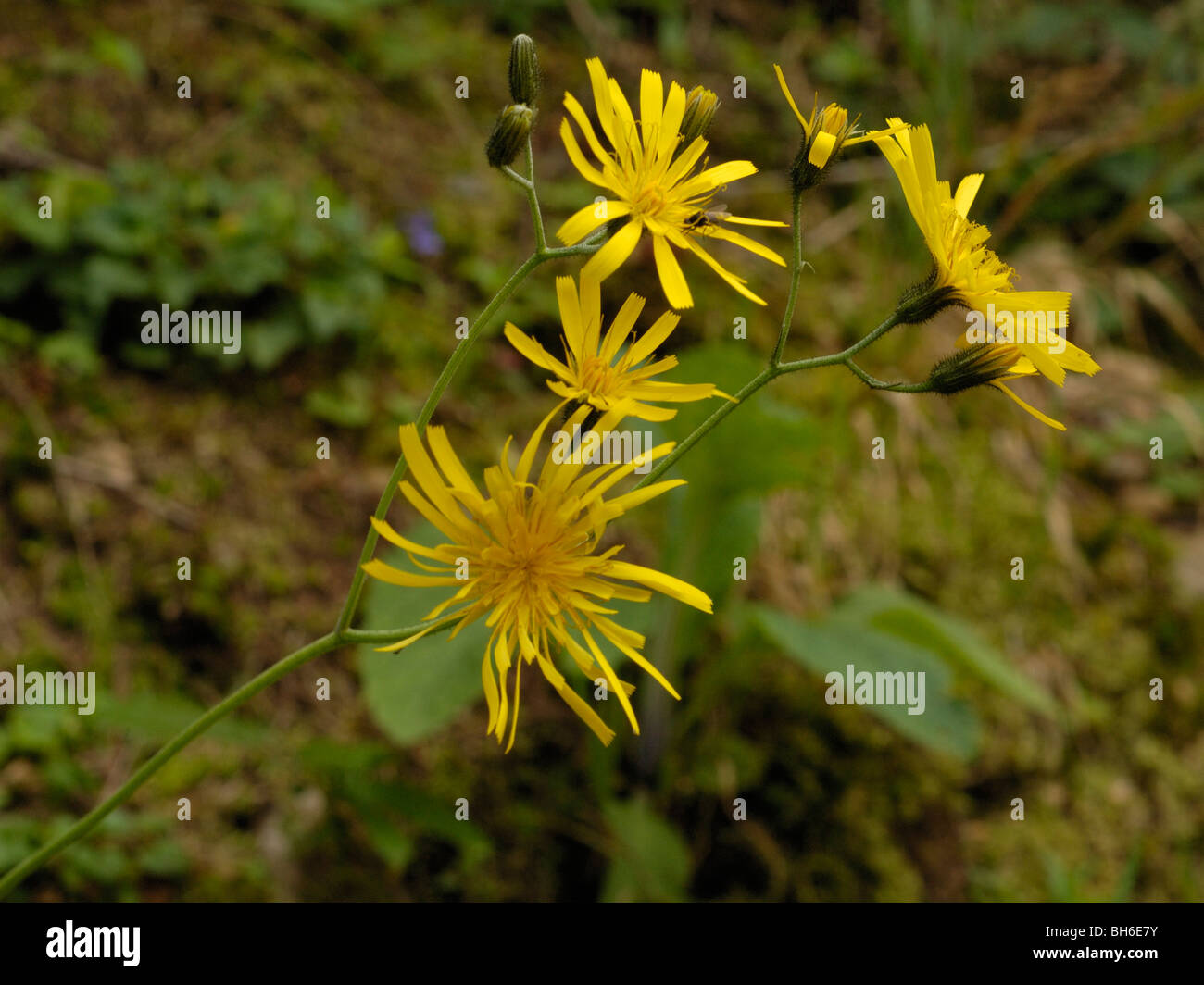 Hawk weed hi-res stock photography and images - Alamy