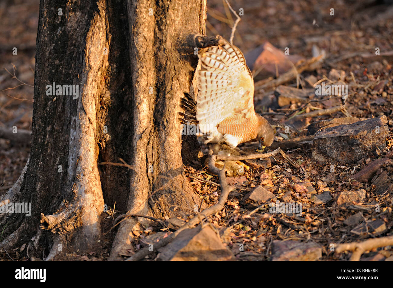 Shikra (Accipiter badius) attacking a Five Striped Palm Squirrel on a ...