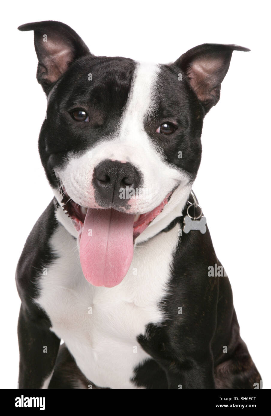 Staffordshire Bull Terrier High Resolution Stock Photography and Images ...