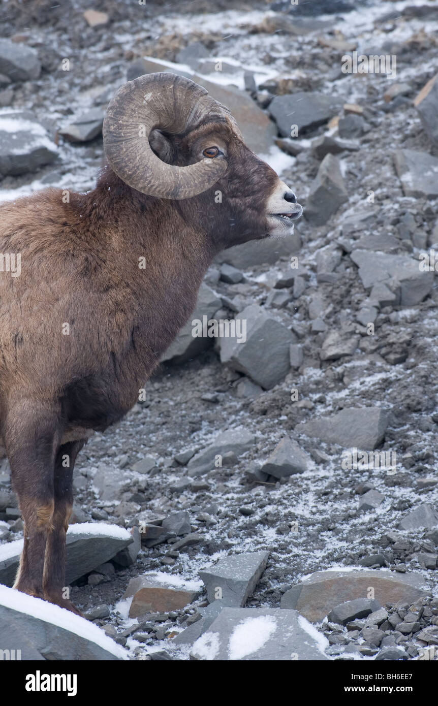 A vertical image of an adult Bighorn ram Stock Photo - Alamy