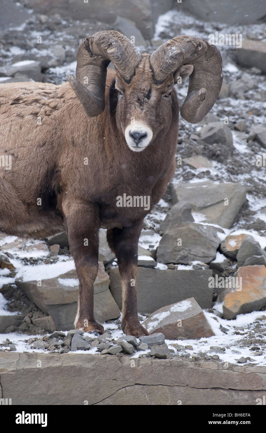 A Rocky Mountain Bighorn Ram Stock Photo - Alamy