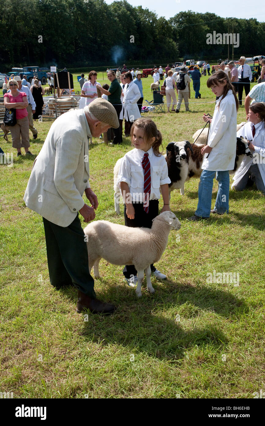 Show sheep hi-res stock photography and images - Alamy
