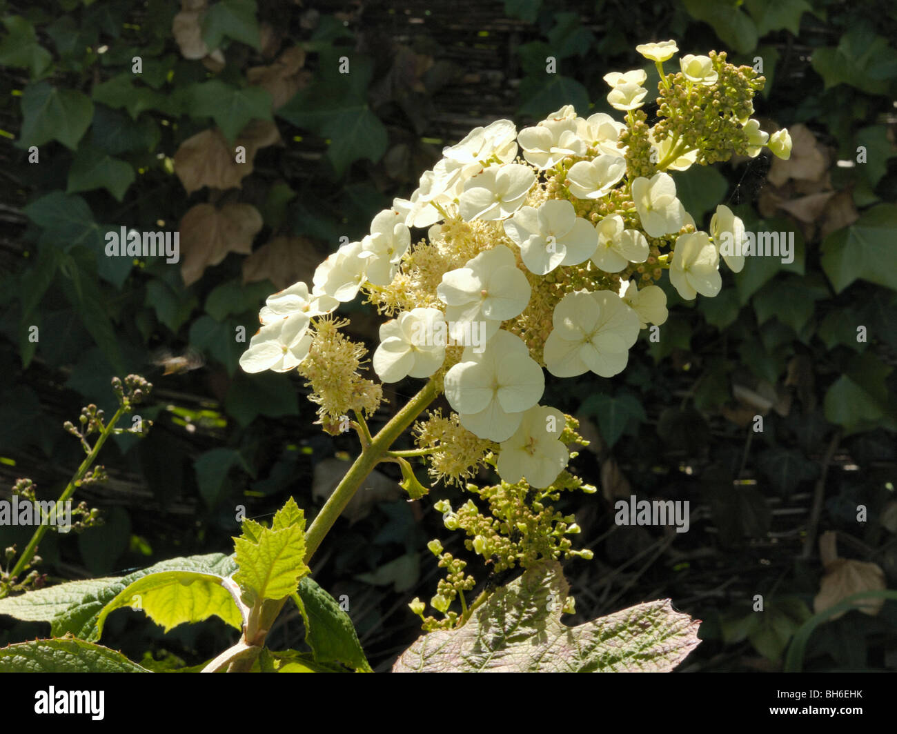 Oak-leaved Hydrangea, hydrangea quercifolia Stock Photo - Alamy